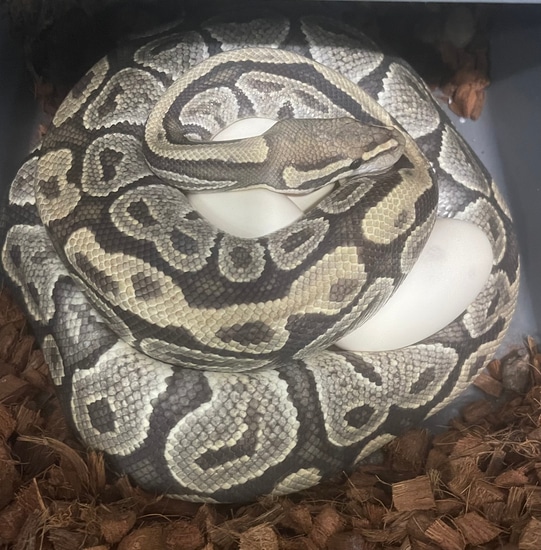 Proven Breeder Hypo Female Ball Python by MidWest Scales