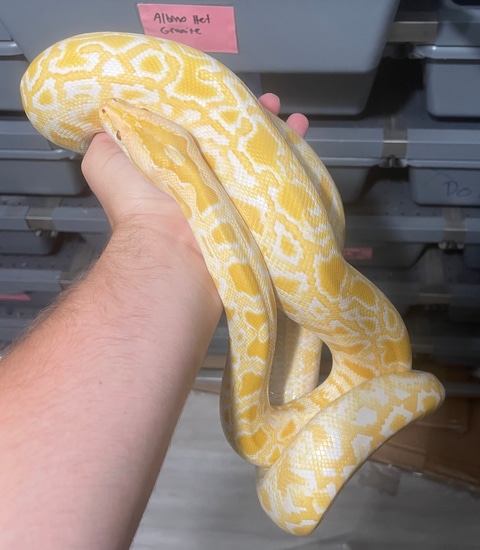 4ft Albino 100% Het Granite Burmese Python by MidWest Scales
