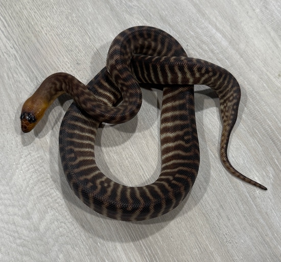 Dark Woma Python by MidWest Scales
