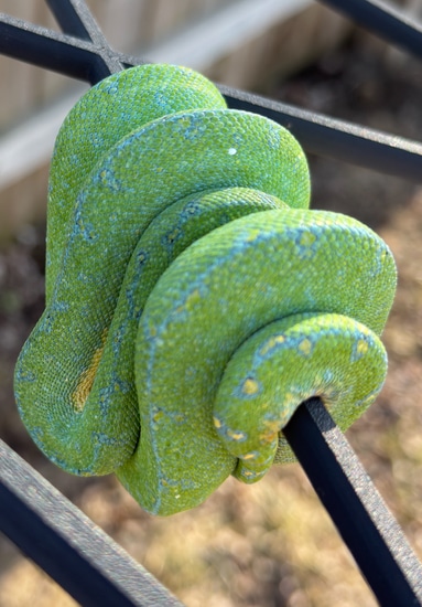 Free Shipping!! Calico OC/Jayapura X Calico OC/JL Green Tree Python by ...