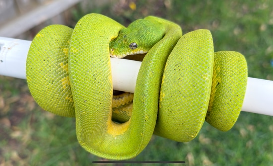 Free Shipping!! Proven Bushmaster Cylcops (Red Neo) Green Tree Python ...