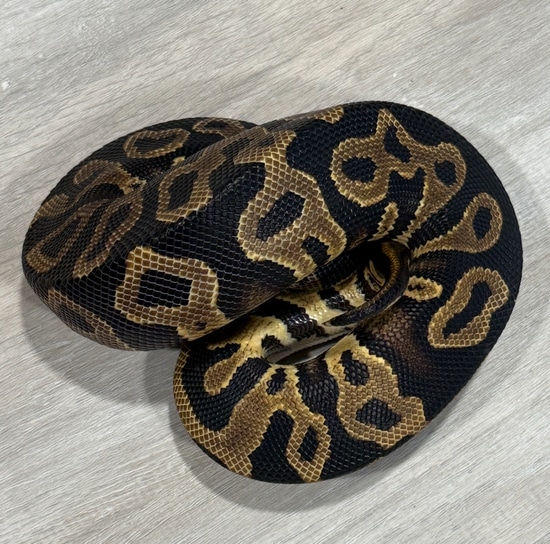 Leopard YB Or Gravel Ball Python by MidWest Scales