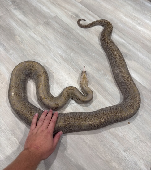 7ft Granite Het Albino/green Burmese Python by MidWest Scales