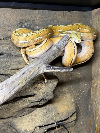 Platinum Orange Ghost Stripe Reticulated Python by Blazed Bearded Dragons