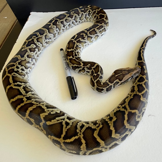 Socialized Het Gulf Coast Caramel Burmese Python by Iron Hounds