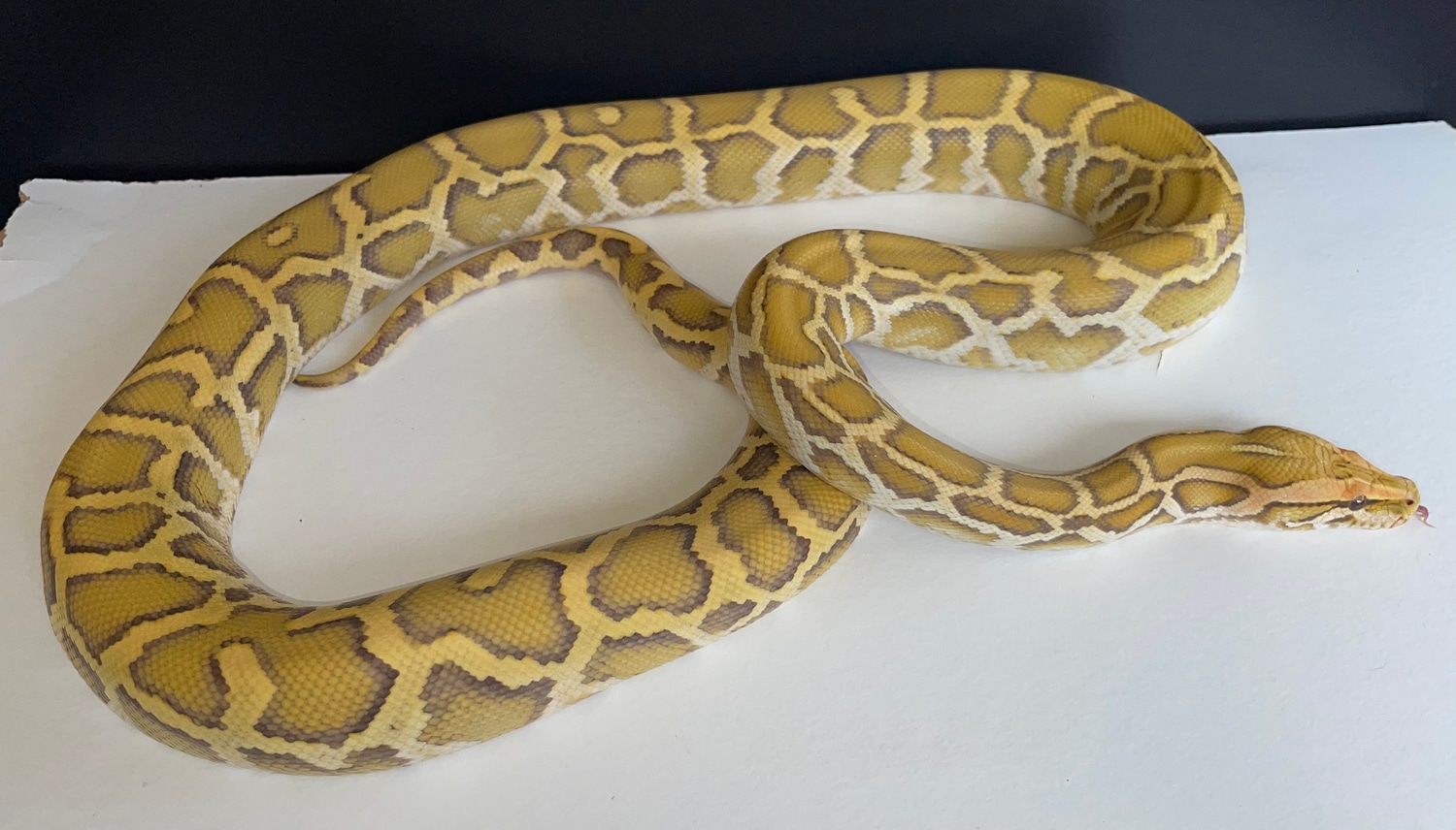 Gulf Coast Caramel NERD Line Burmese Python by Iron Hounds - MorphMarket