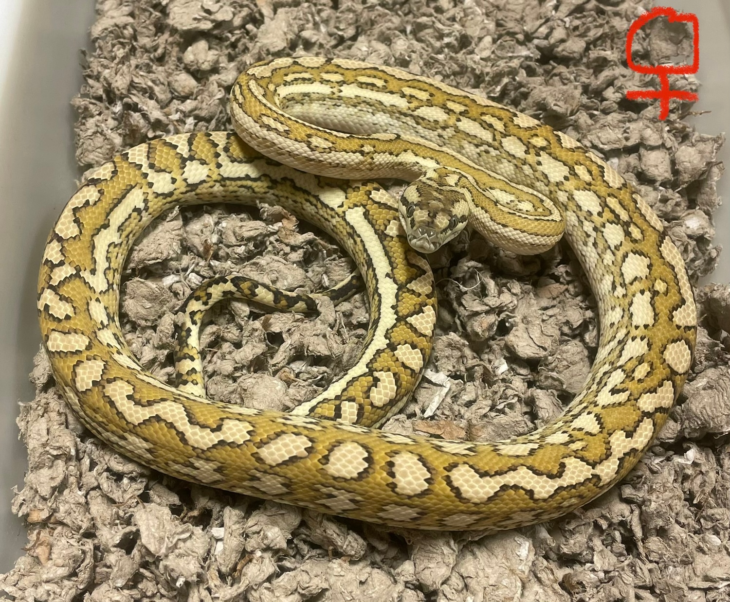 Pure Caramel Tiger -/-/ All That Glitters Is GOLD Coastal Carpet Python ...