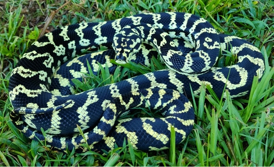 Ready To Breed Female JCP 🐍! Jungle Carpet Python by Blaze Reptiles