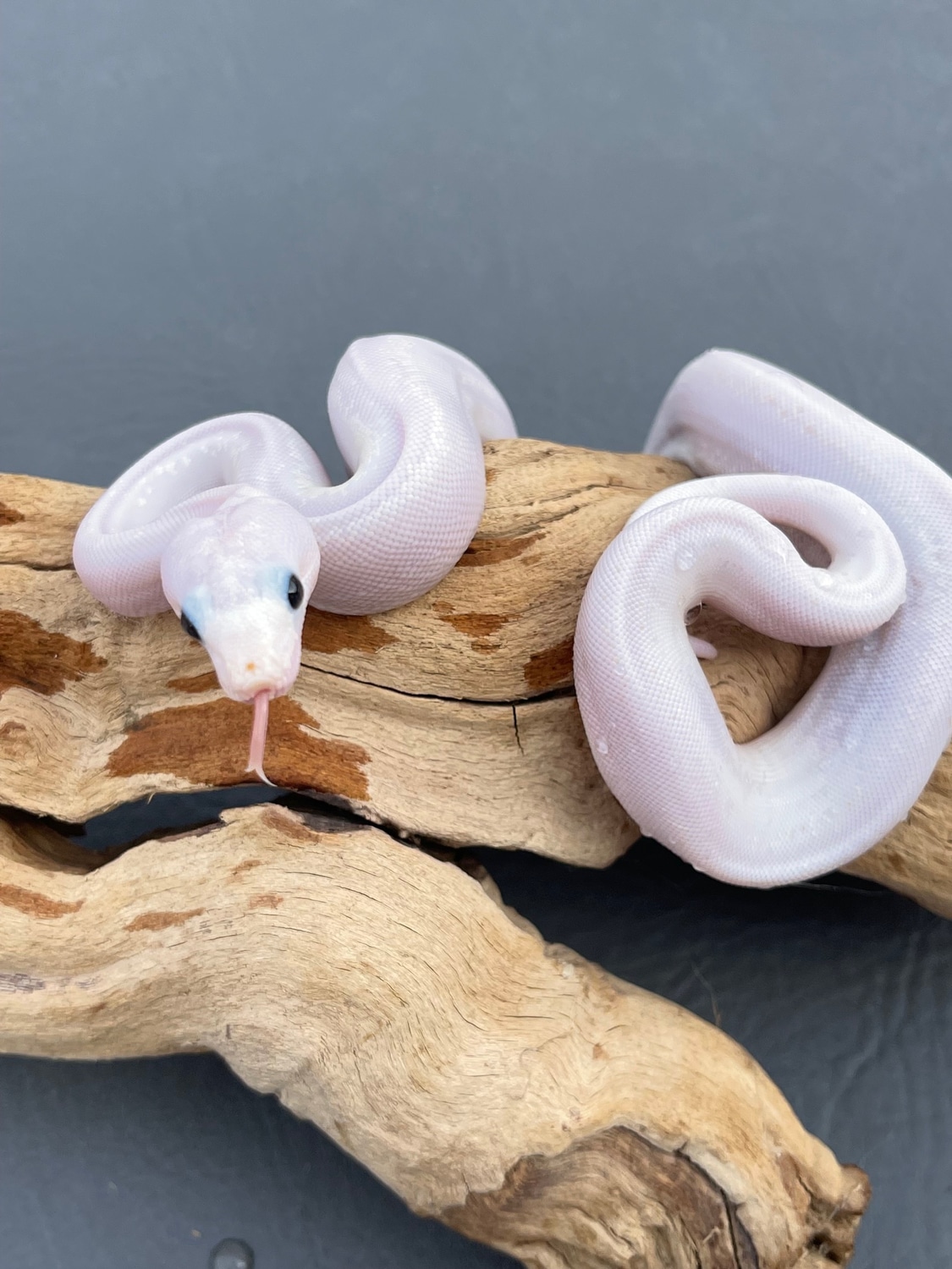 Super Fire Boa Constrictor by Blazin Boas - MorphMarket