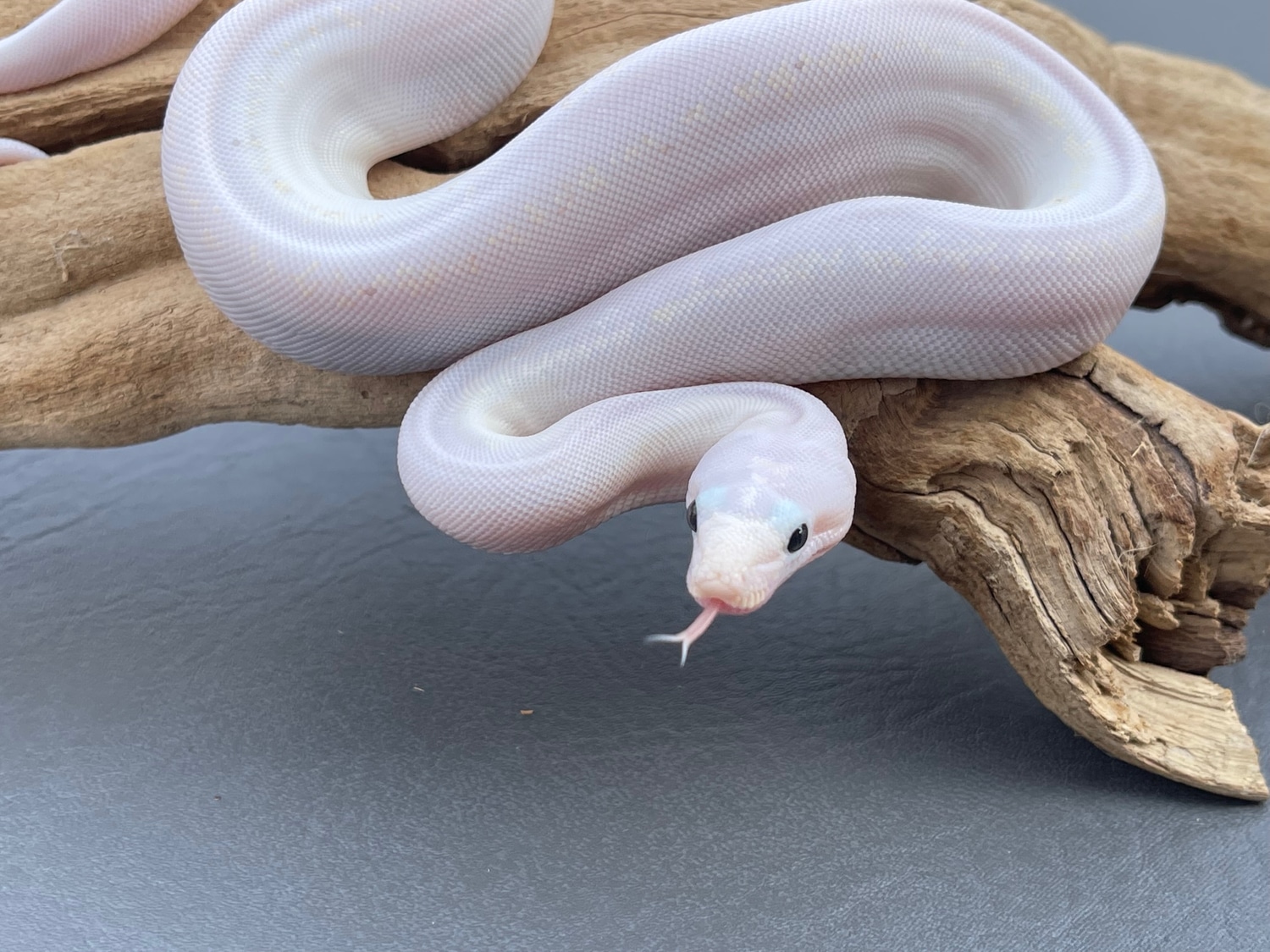 Super Fire Boa Constrictor by Blazin Boas - MorphMarket