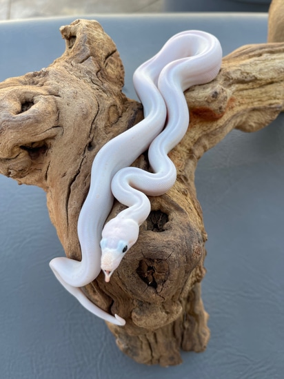 Super Fire Boa Constrictor by Blazin Boas