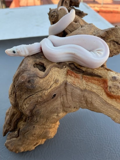 Super Fire Boa Constrictor by Blazin Boas