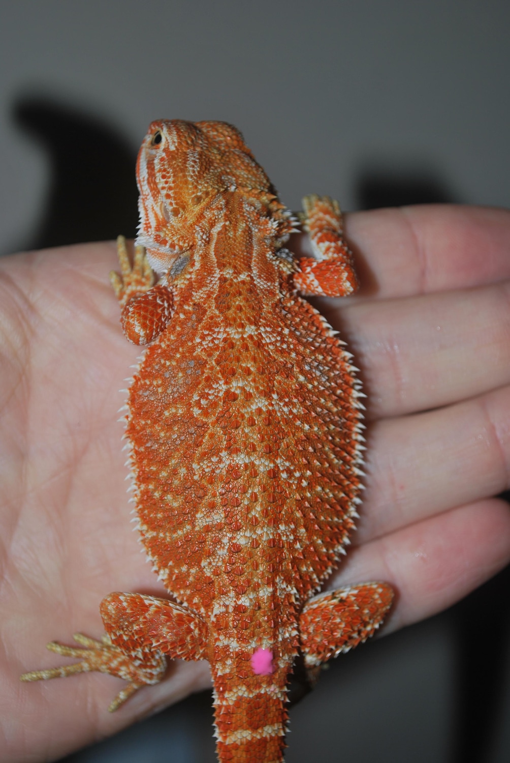 Red Female Central Bearded Dragon by Blazin Dragons - MorphMarket