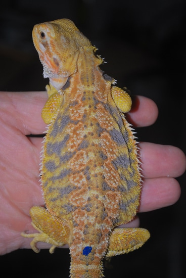Citrus Tiger Male (CTM15) Central Bearded Dragon by Blazin Dragons