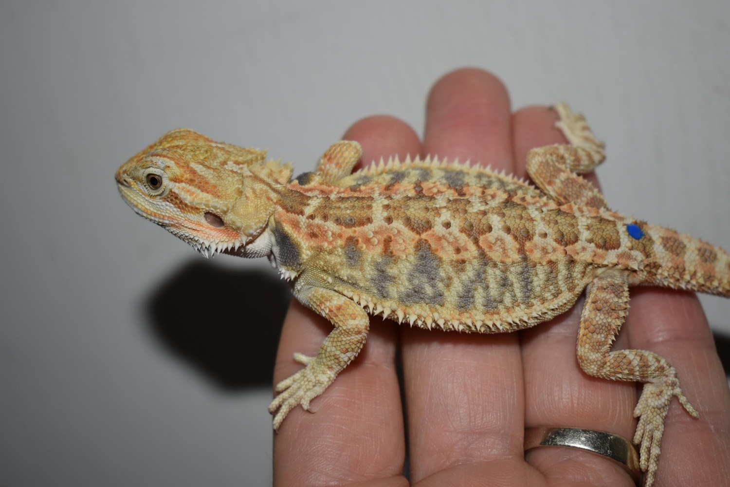 Citrus Tiger Male Central Bearded Dragon by Blazin Dragons - MorphMarket