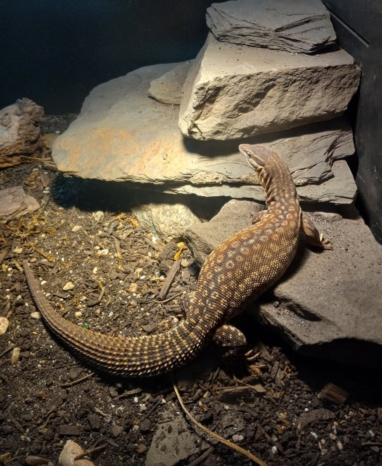 Yellow Ackie Monitor Spiny-Tailed Monitor by Blazing Gecko Productions ...