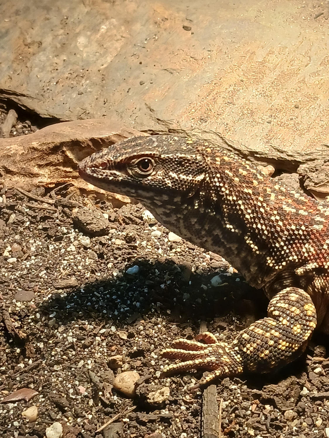 Red Ackie Monitor Spiny-Tailed Monitor by Blazing Gecko Productions ...