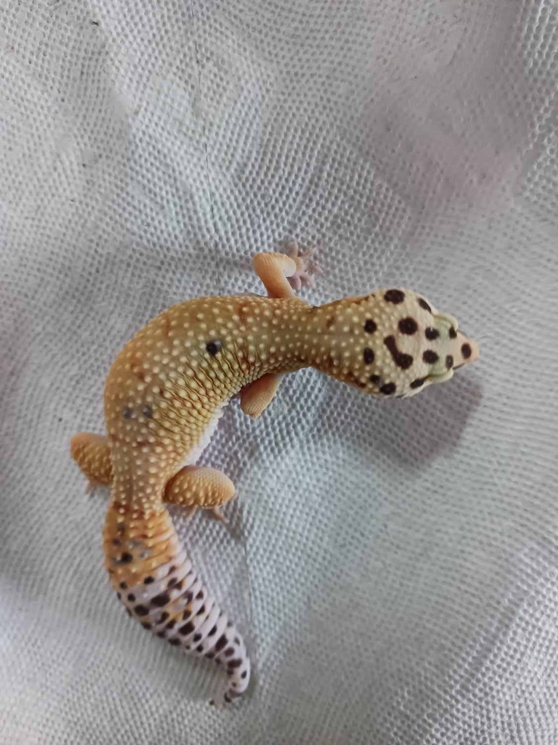 Tangerine Enigma Leopard Gecko by Blazing Gecko Productions - MorphMarket
