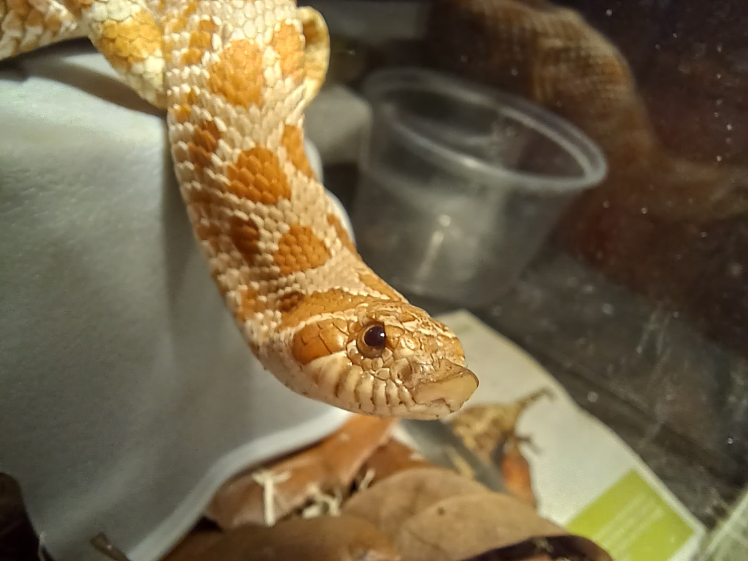 Green Hypo Caramel Axanthic Het Western Hognose by Blazing Gecko ...