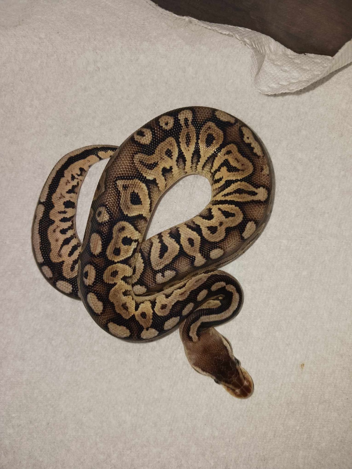 Black Pewter Yellow Belly Ball Python by Blazing Gecko Productions ...