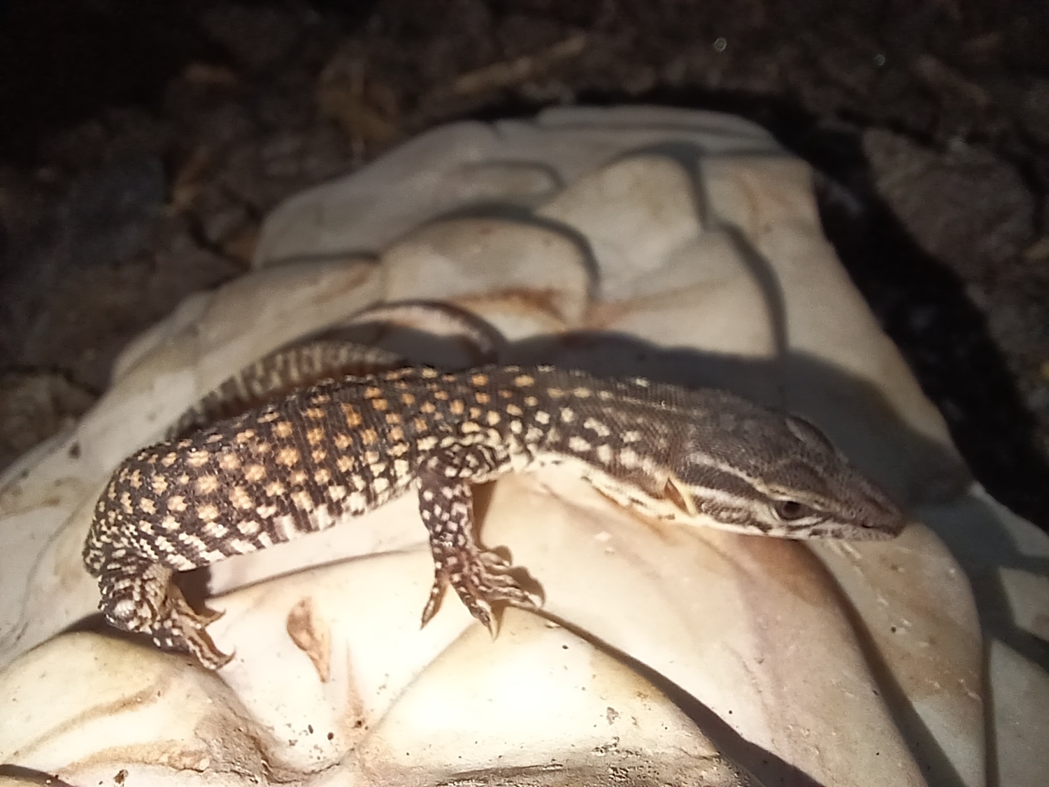 Red Ackie Monitor Baby Spiny-Tailed Monitor by Blazing Gecko ...
