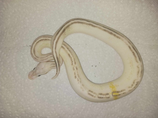 Black Pastel Pewter Highway Female Ball Python by Blazing Reptiles