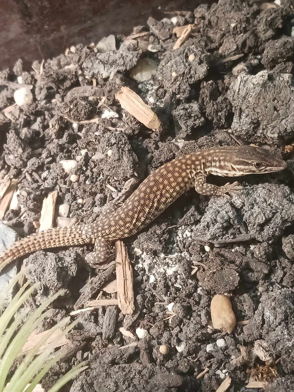 Red Ackie Monitor Baby by Blazing Gecko Productions - MorphMarket