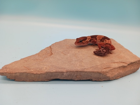 2023 Male AFT African Fat-Tailed Gecko by Blazing Reptiles