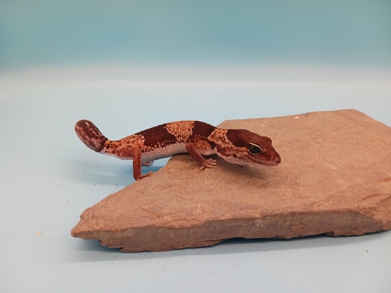 2020 Female AFT African Fat-Tailed Gecko by Blazing Reptiles, LLC.