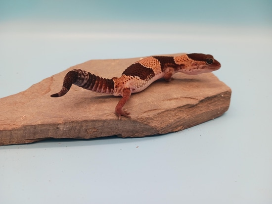 2023 Male AFT African Fat-Tailed Gecko by Blazing Reptiles