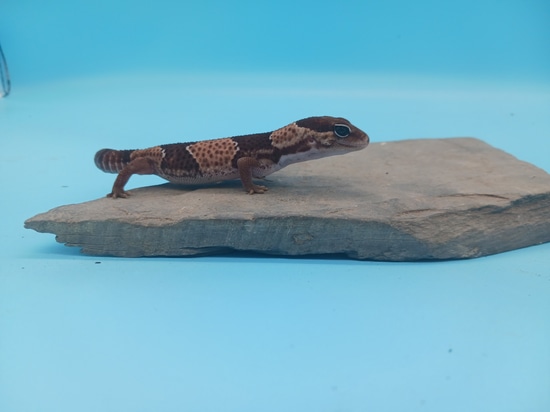 2023 Male AFT African Fat-Tailed Gecko by Blazing Reptiles, LLC.