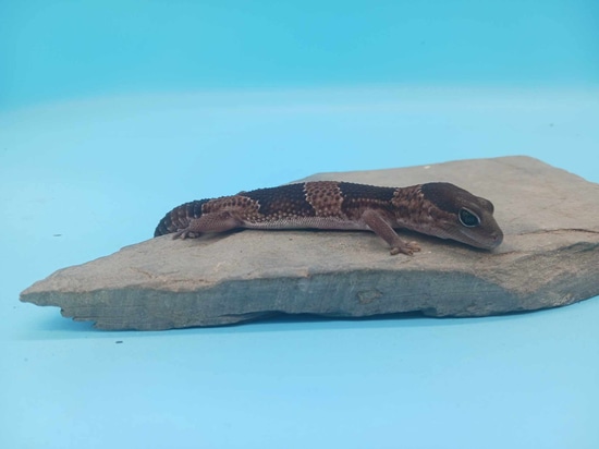 2023 Female AFT African Fat-Tailed Gecko by Blazing Reptiles