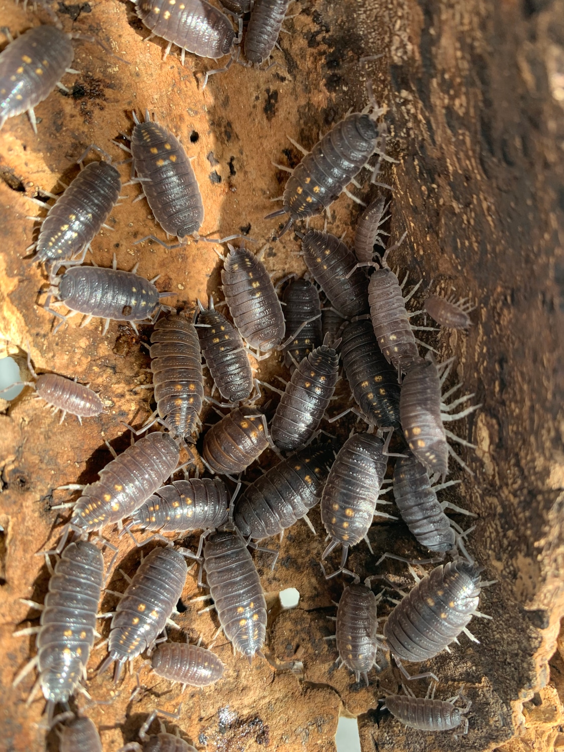10ct Porcellio Ornatus “Yellow Dots Isopod by Blazing Geckos - MorphMarket