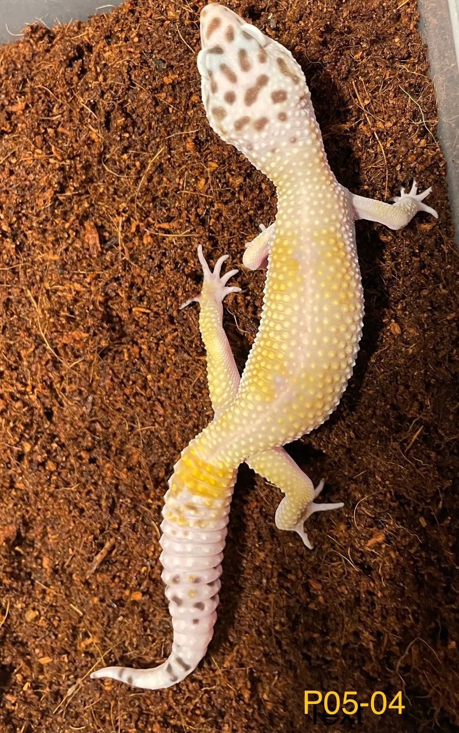 Ghost Het Super Giant Leopard Gecko by Bleepin’Geckos - MorphMarket