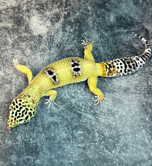 Super Giant Het Tremper Leopard Gecko by Bleepin’ Geckos