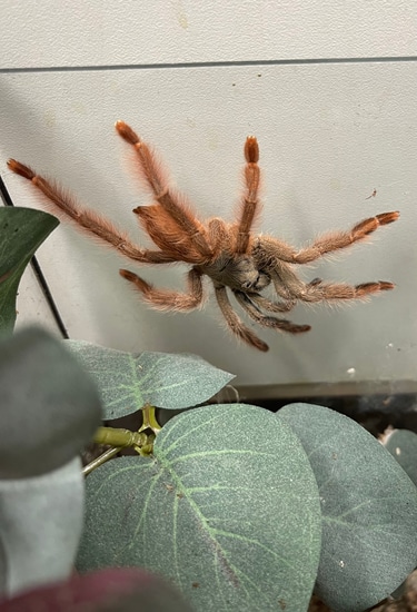 Amazonius Germani - Orange Tree Spider Tarantula by Blended Geckos