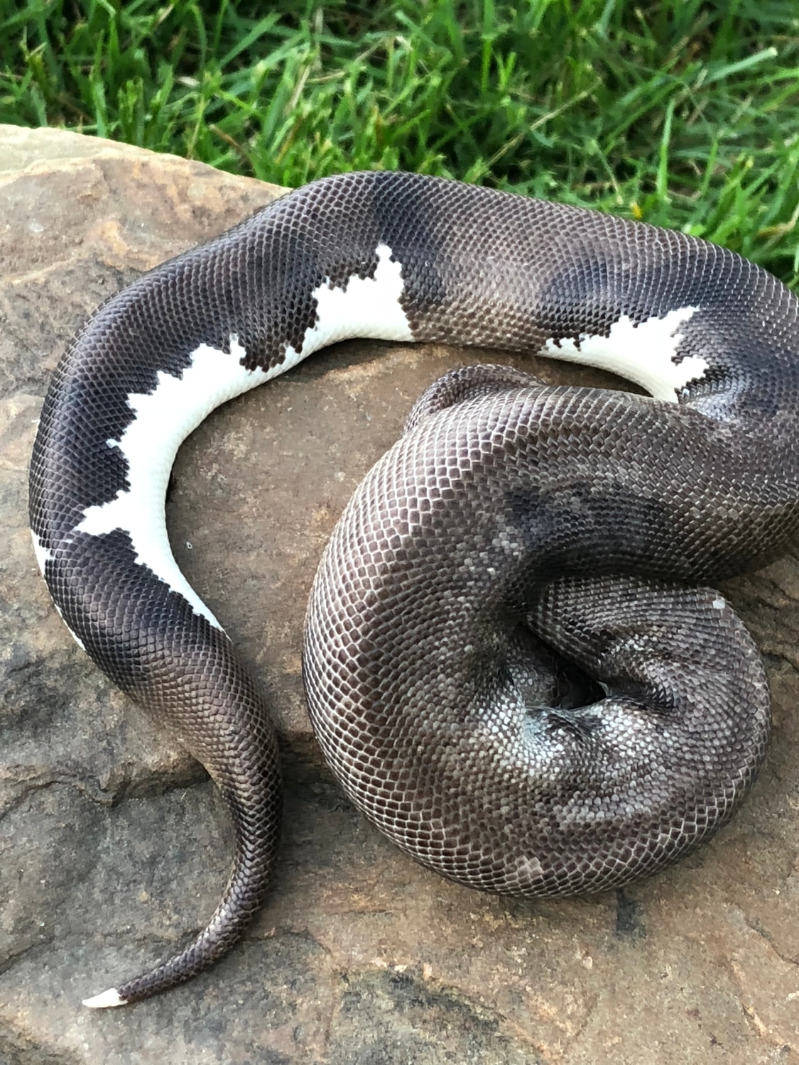 17 Urban Camo 66% Het Pied Ball Python by Blended morphs - MorphMarket