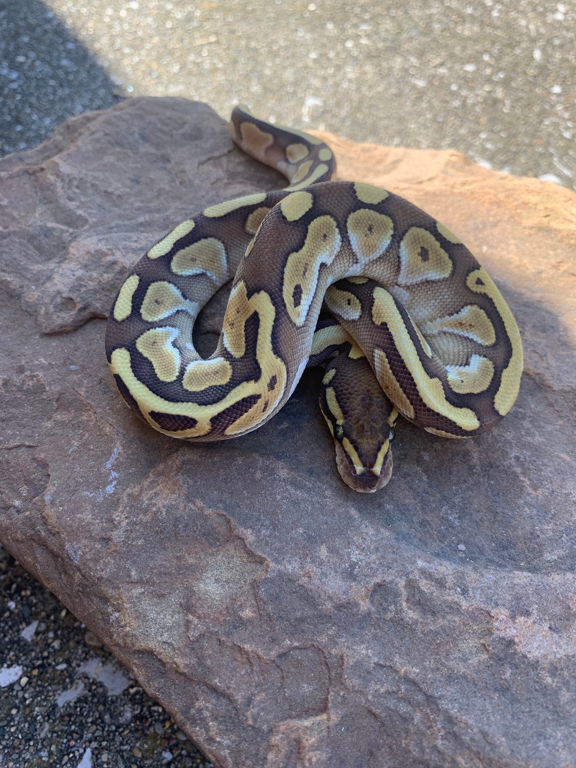Chocolate Butter Het Hypo Ball Python by Blended morphs - MorphMarket