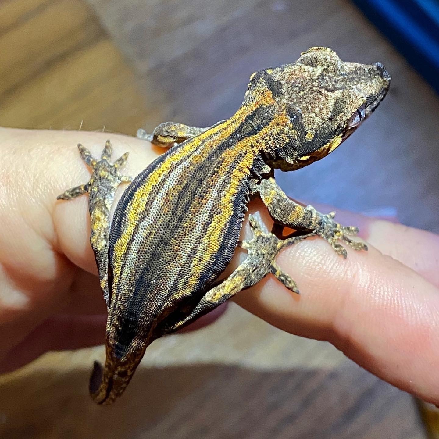 Yellow Stripe Gargoyle Gecko by Blep Boys - MorphMarket