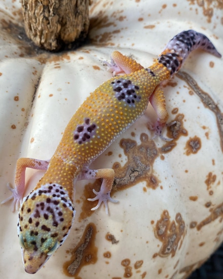 Tangerine Giant Leopard Gecko by Blep Boys
