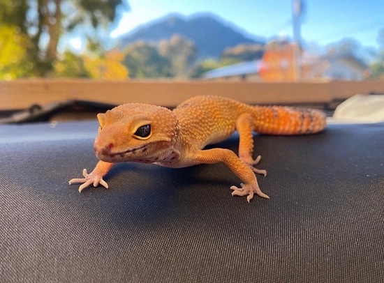 Tangerine Possible Giant Leopard Gecko by Blep Boys
