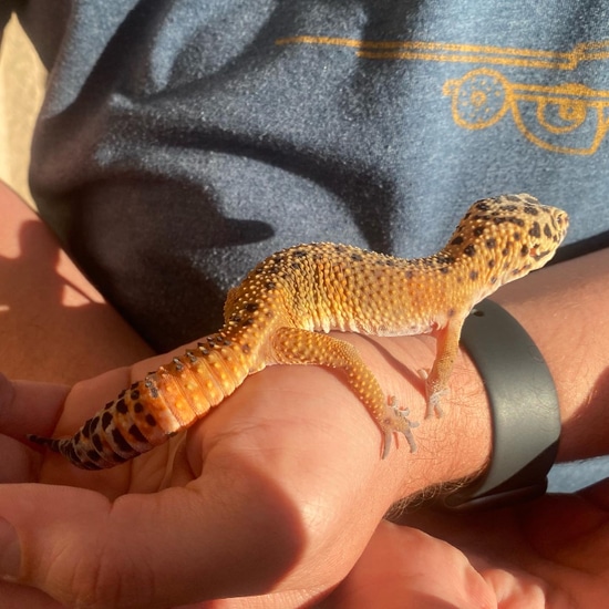 Inferno Pos Giant Leopard Gecko by Blep Boys