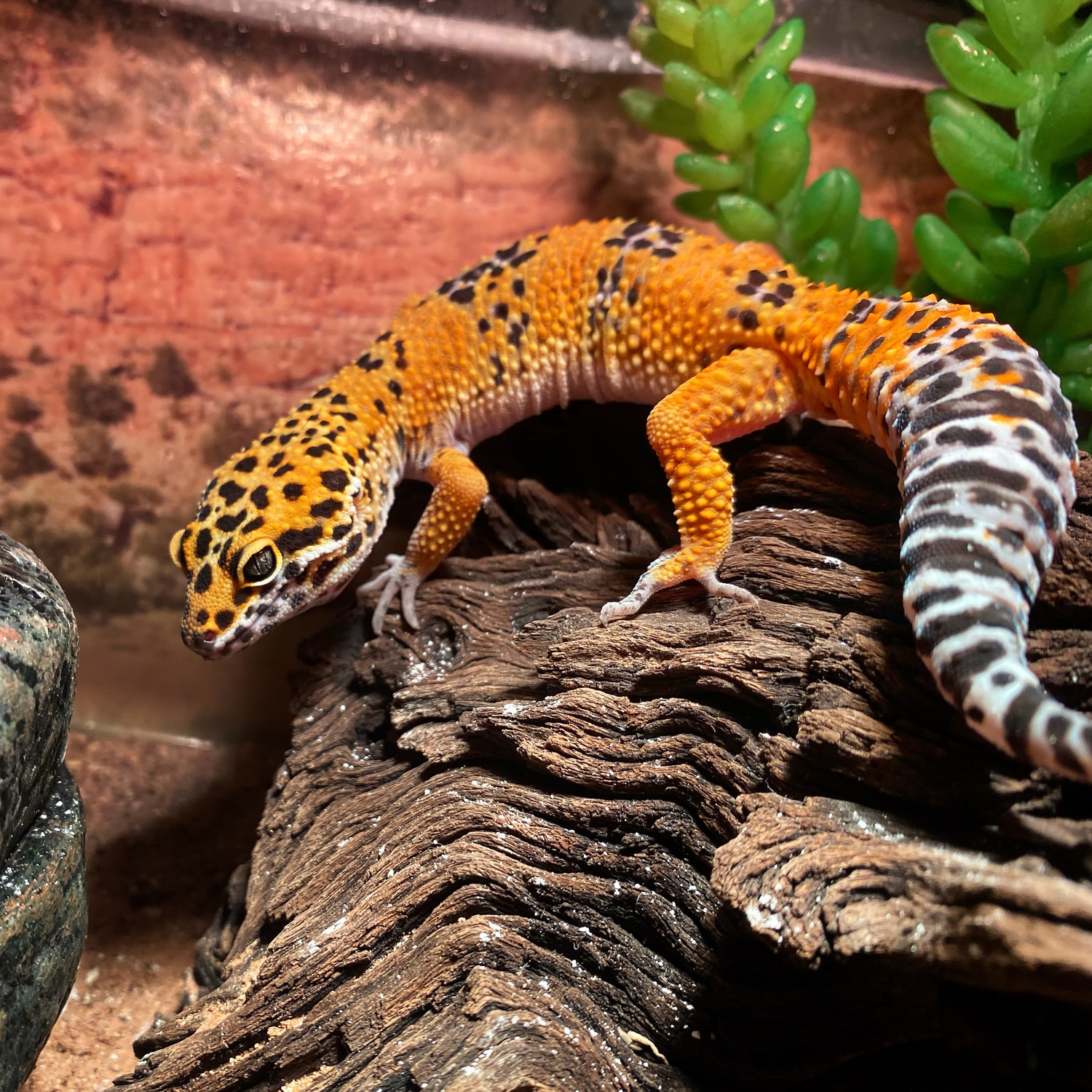 Inferno Pos Giant Leopard Gecko by Blep Boys - MorphMarket