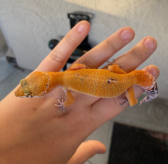 Tangerine Inferno Possible Giant (Sunny) Leopard Gecko by Blep Boys