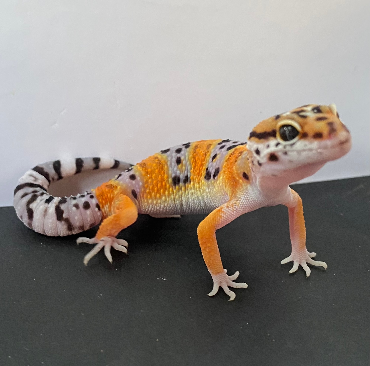 Tangerine Inferno Possible Giant (Willie) Leopard Gecko by Blep Boys ...