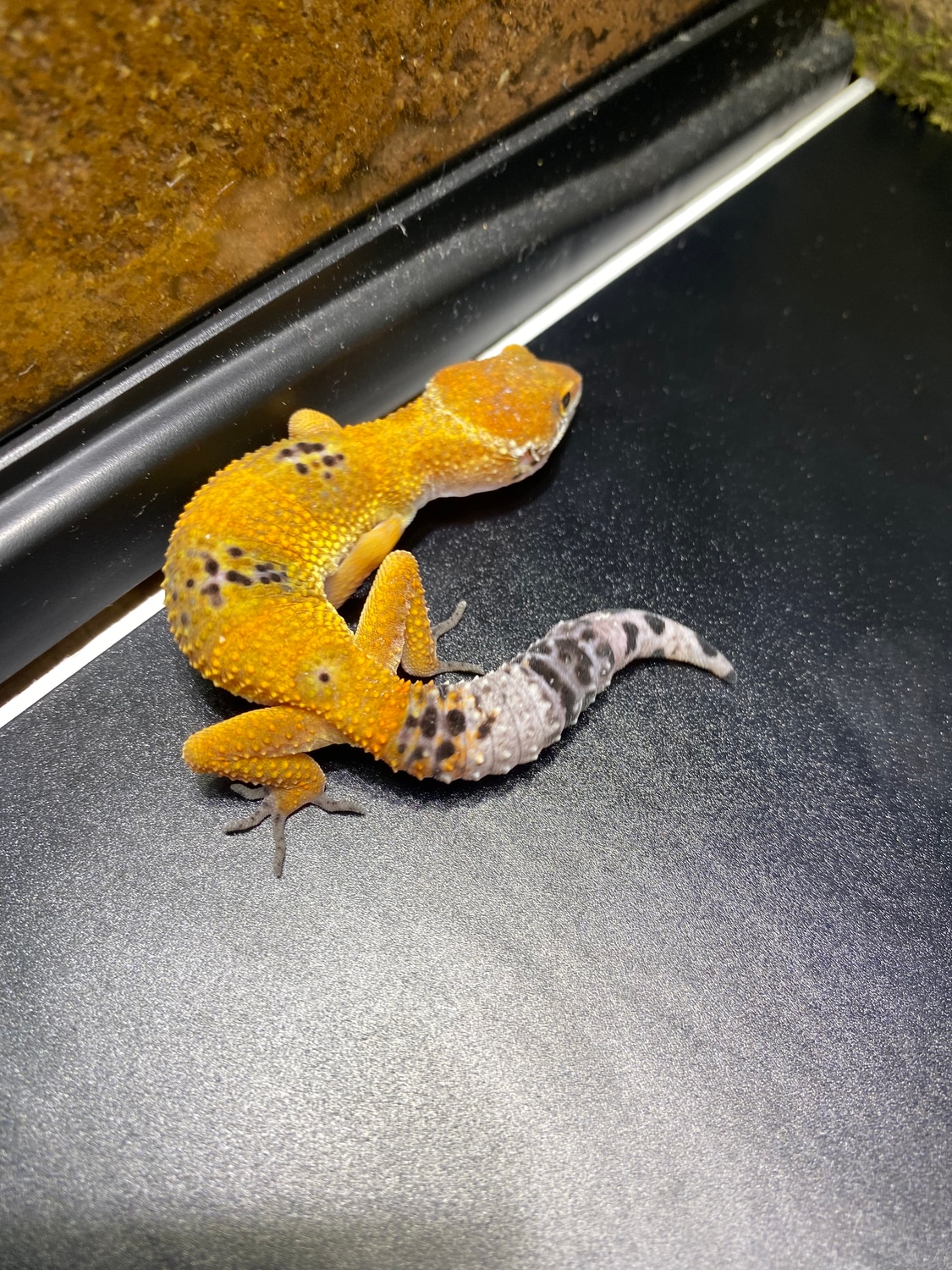 Mandarin Tangerine Pos Giant (Hank) Leopard Gecko by Blep Boys ...