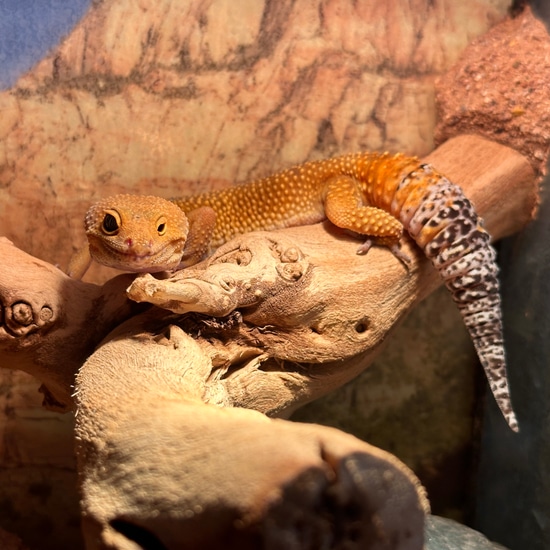 Pet Tangerine Leopard Gecko Male by Blep Boys