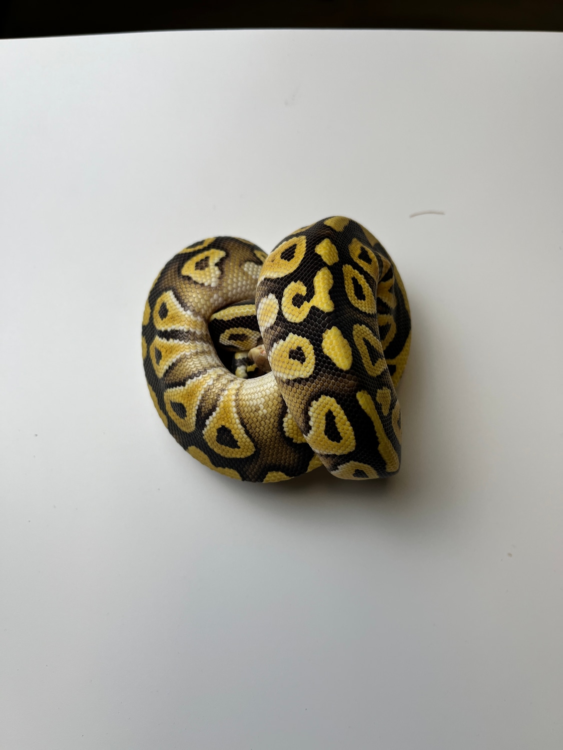 Mojave Pastel Phet Hypo Ball Python by BlimeyBalls - MorphMarket