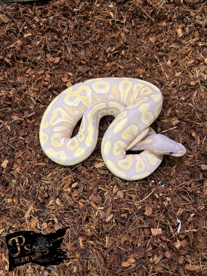 Banana Mojave Hypo Ball Python by BlimeyBalls