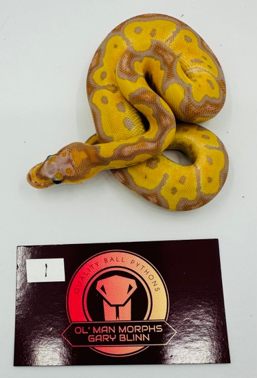 Banana, Clown, 50% Het Ultramel Ball Python by Ol' Man Morphs